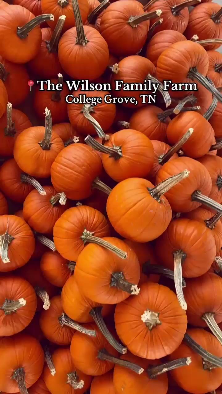 Home | THE WILSON FAMILY FARM