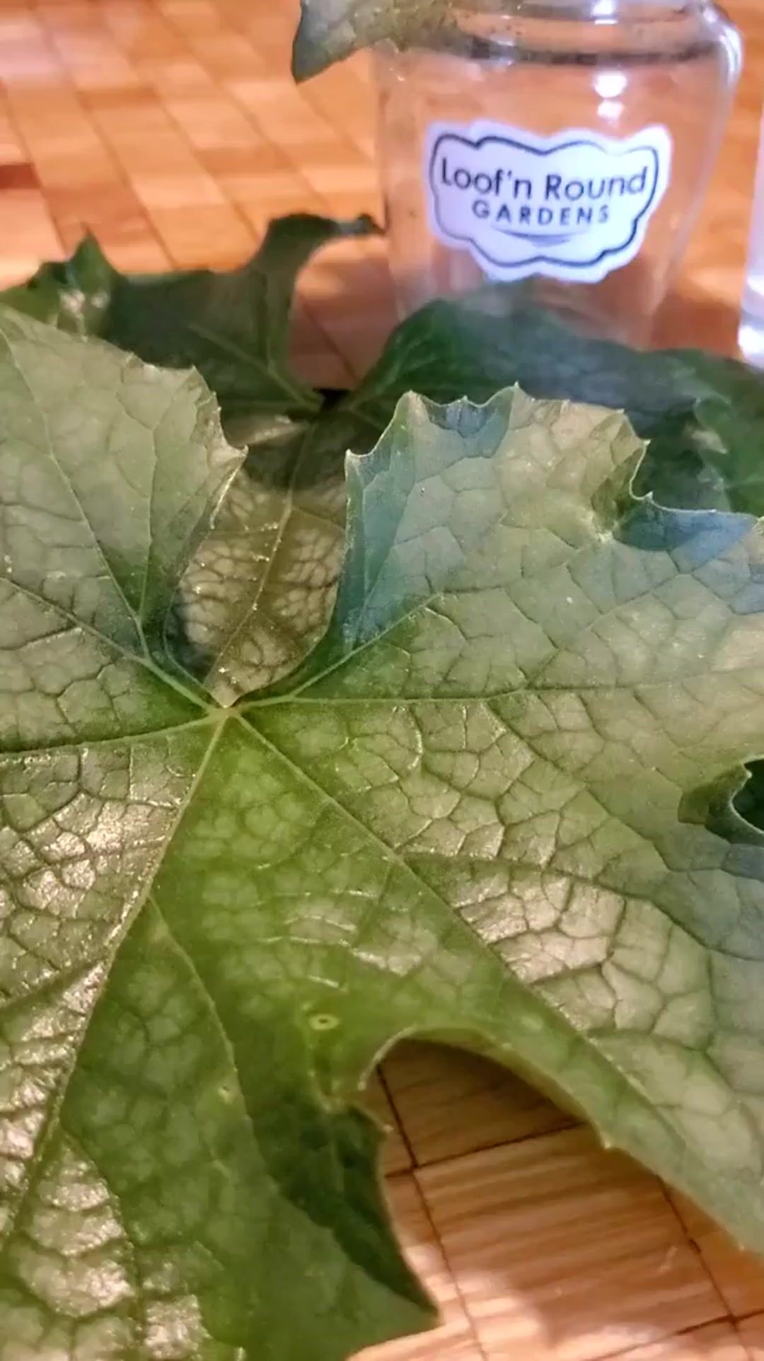 Loofahs Grown to Enhance Our Home | Loof'n Round Gardens