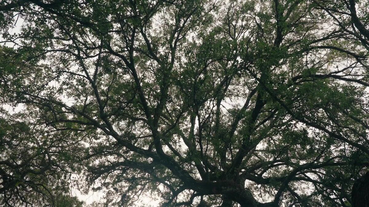 Home | Monkey Junction