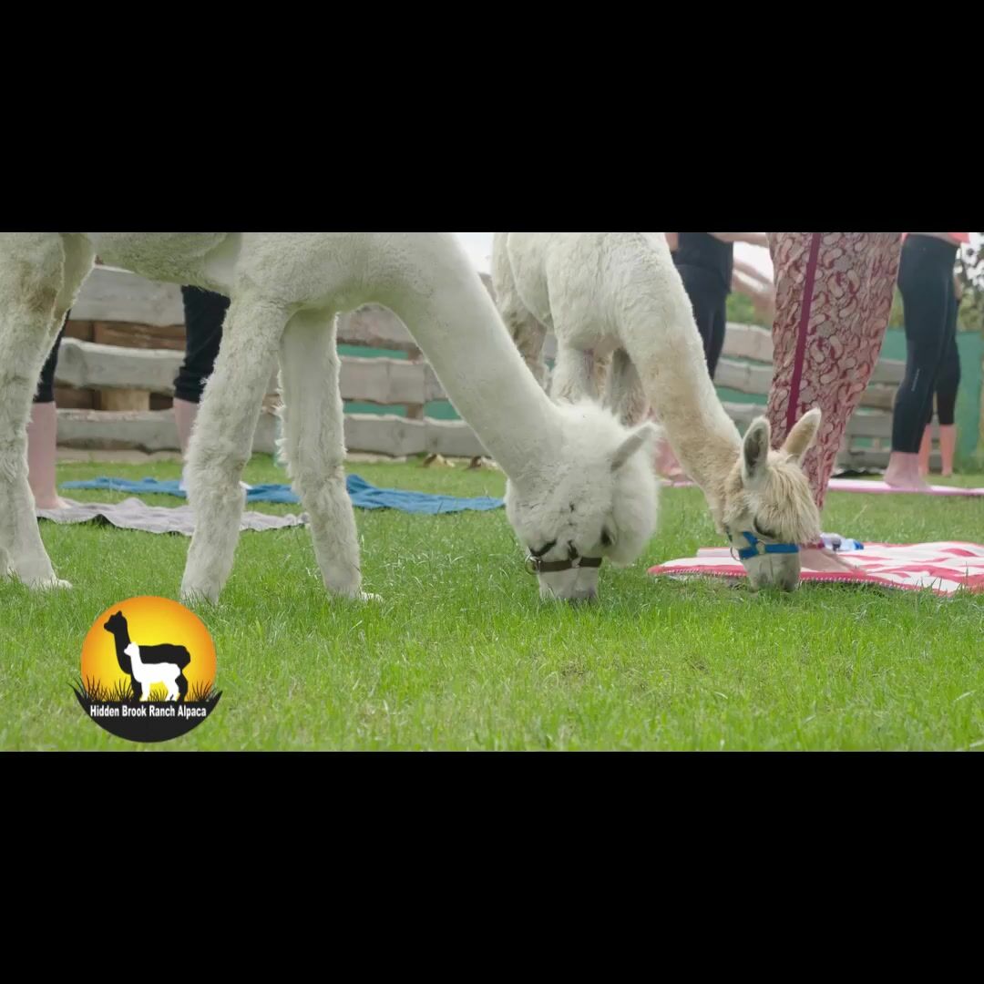 Alpacas NJ | Hidden Brook Ranch Alpaca