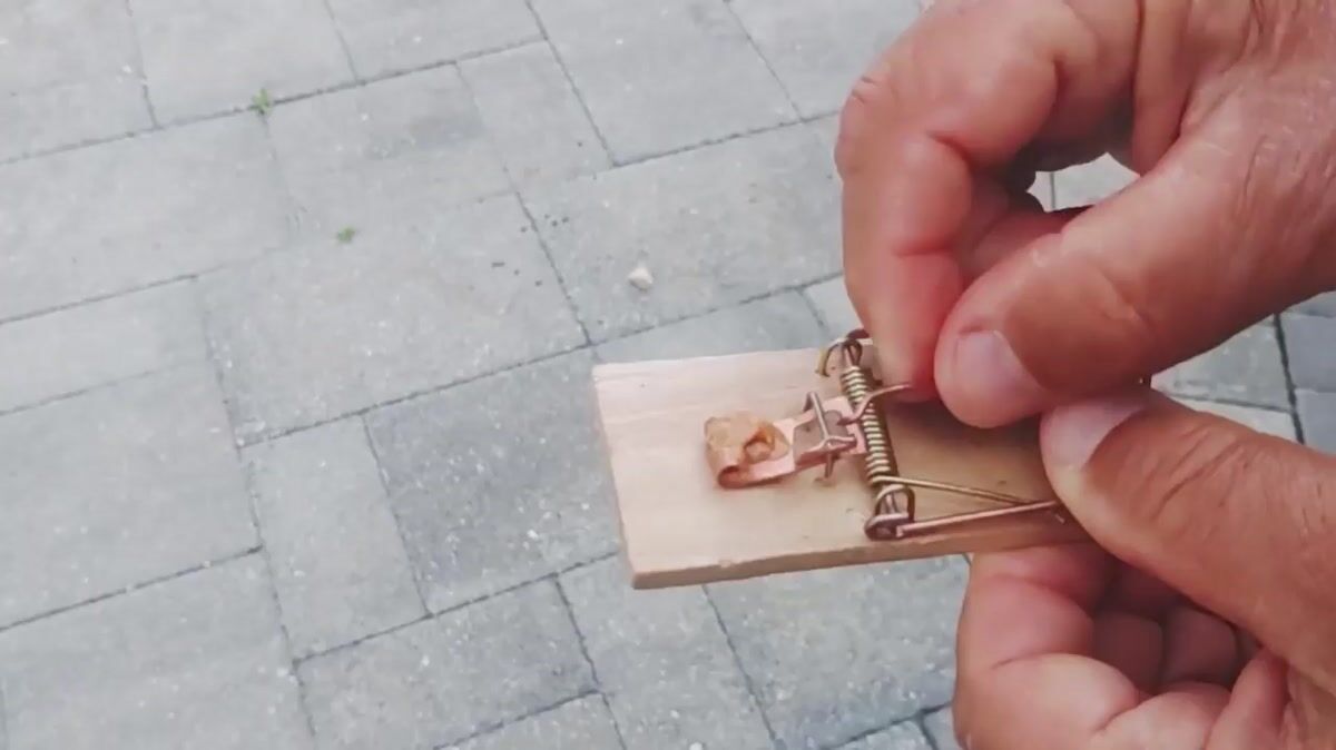 More Effective & Easy-to-Set Mouse Traps | Mouse Morgue
