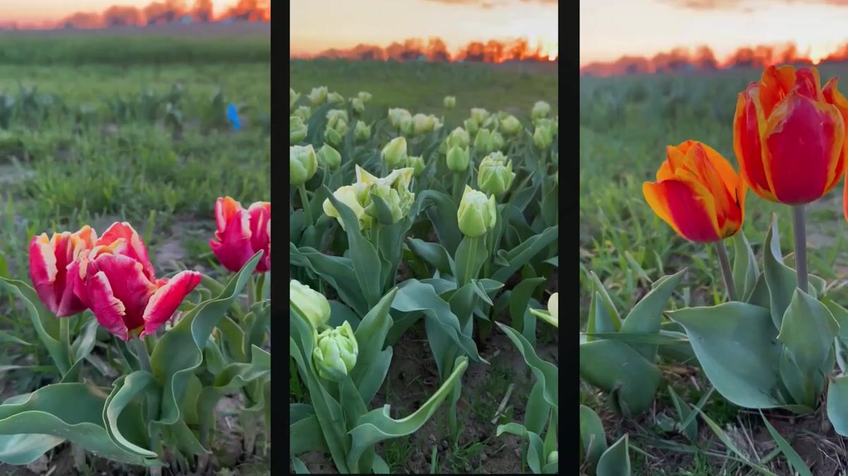 Video Player is loading.