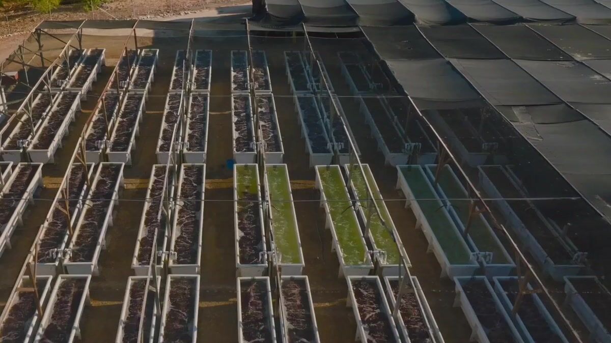 Home | The Cultured Abalone Farm