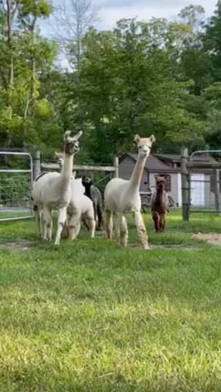 Alpacas NJ | Hidden Brook Ranch Alpaca