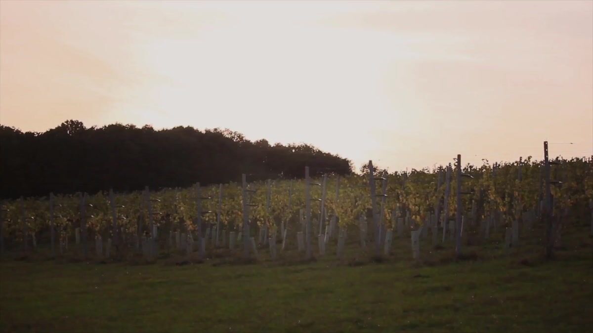 Home | Hungerhill Vineyard