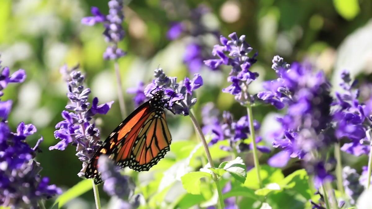 Texas Native Plants | Tejas Prairie