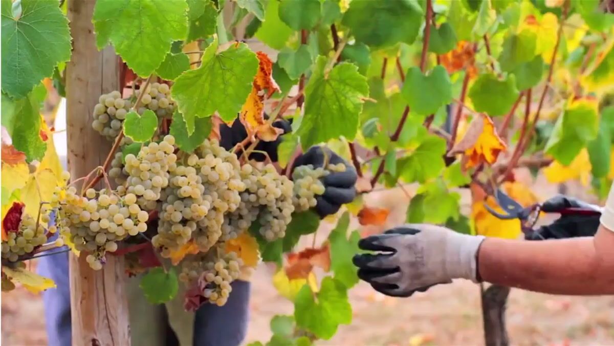 Home | Harkness Edwards Vineyards
