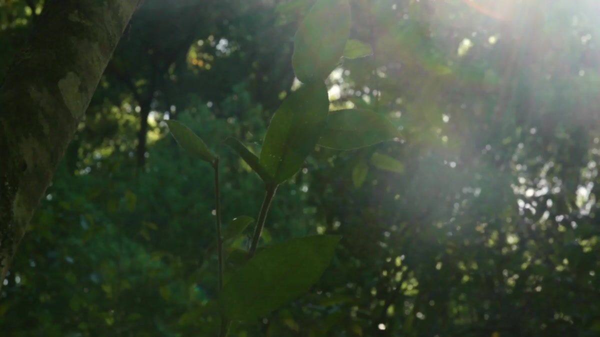 Peracles: Buy The Best Australian Made Barefoot Shoes Online | Peracles ...