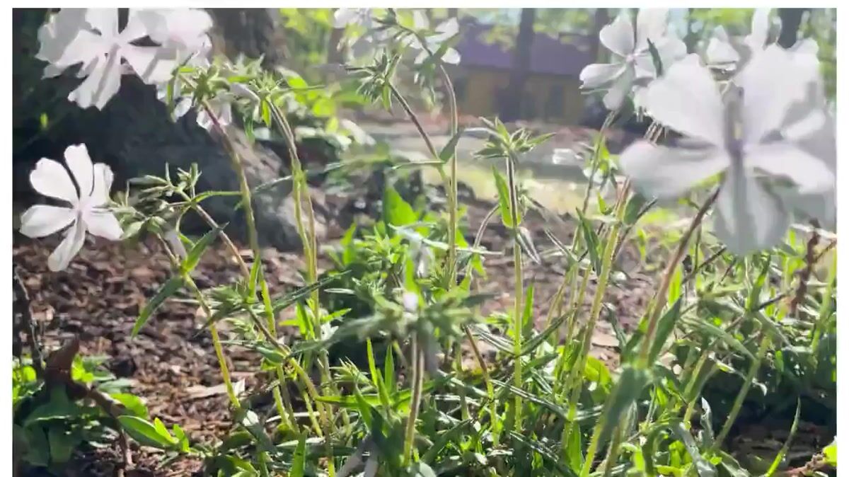 Native Pollinator Perennials, Garden Design @PortridgeGarden Louisburg ...