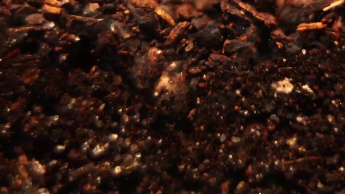 Northern Rivers Hemp Cooperative - Full Spectrum Australian Hemp Oil ...