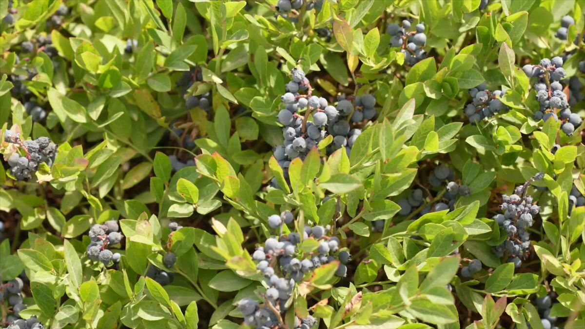 Media Guide | Passamaquoddy Wild Blueberry Co.