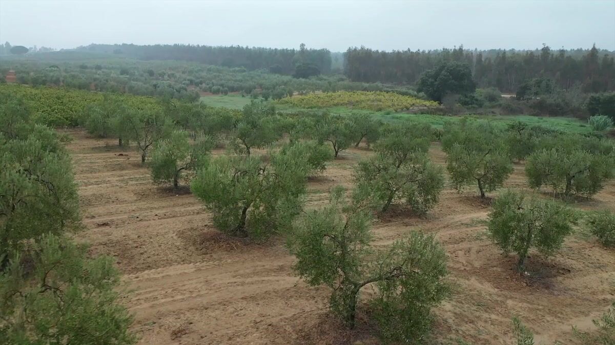 Home | The Ancient Olive Gourmet